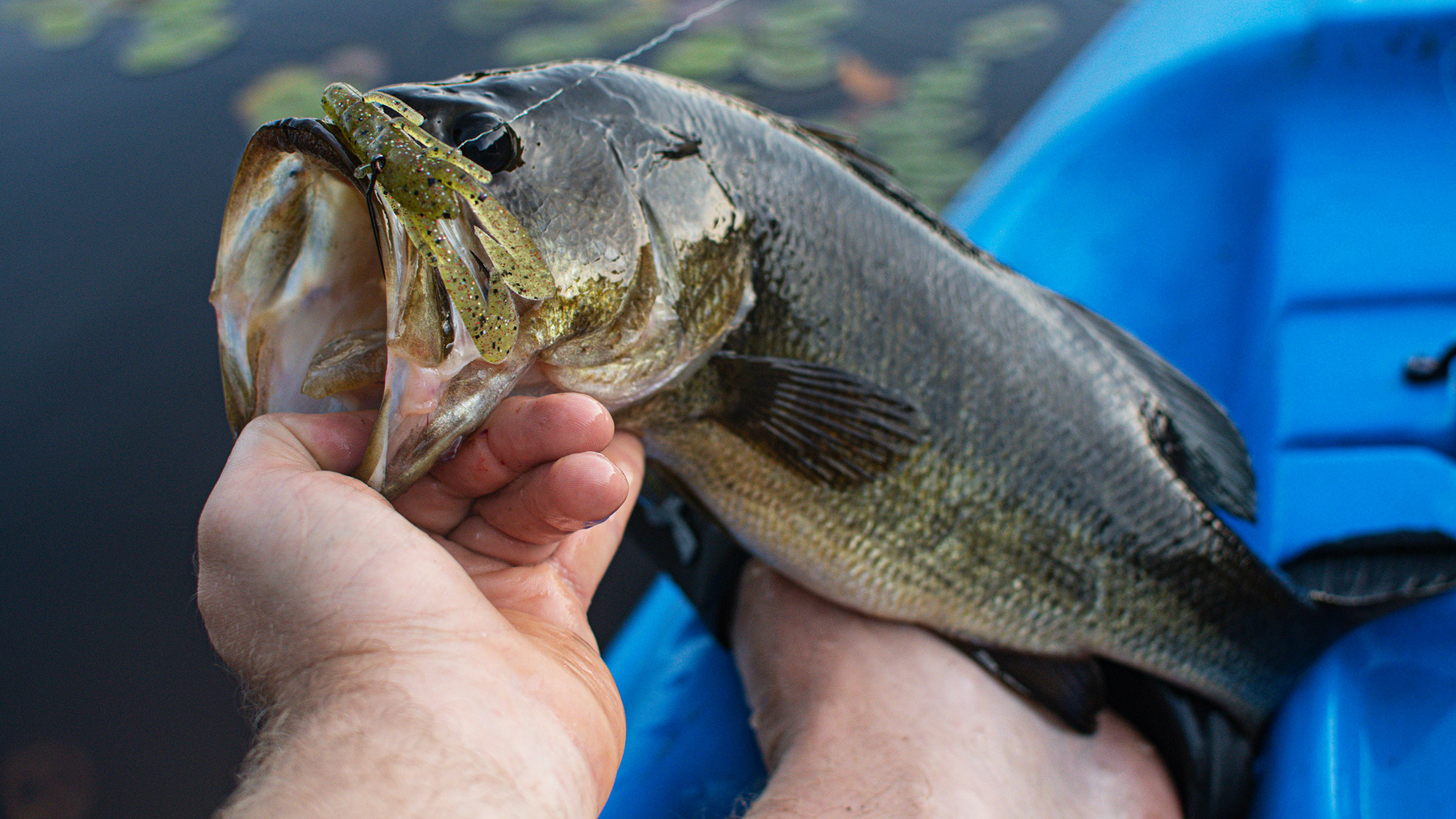 About Bass Fishing - Fish-Field